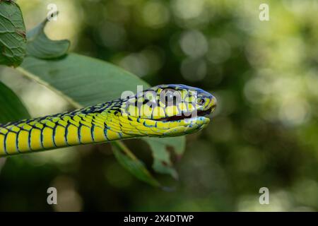 The vibrant colours of a highly venomous adult male boomslang ...