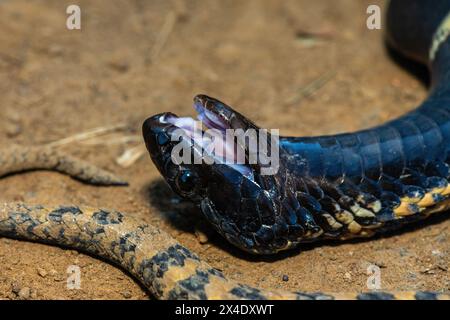 Close-up of the head of a rinkhals (Hemachatus haemachatus), also known ...