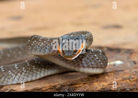 An adult Red-lipped herald Snake (Crotaphopeltis hotamboeia) in a ...