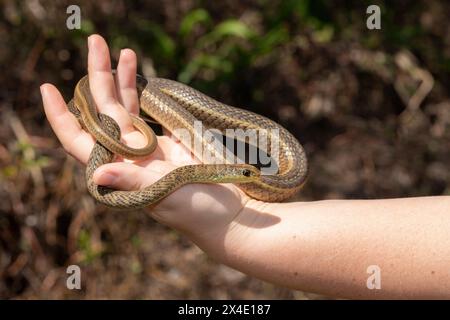 Handling a wild mildly venomous Short-snouted Grass Snake (Psammophis ...