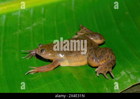 A cute Common Platanna, also known as the African Clawed Frog (Xenopus ...