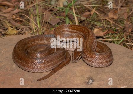 Beautiful adult brown house snake (Boaedon capensis Stock Photo - Alamy