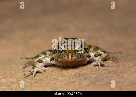 Close-up of a spotted stream frog (Pulchrana picturata) sitting on a ...
