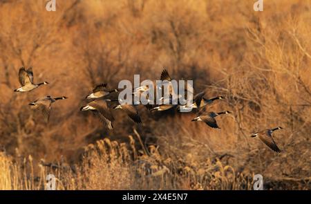Greater Canada geese Stock Photo - Alamy
