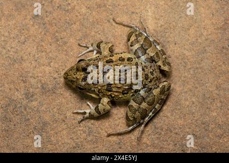 Close-up of a spotted stream frog (Pulchrana picturata) sitting on a ...