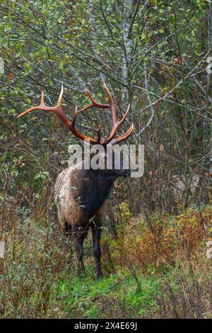 Roosevelt bull elk, Pacific Northwest rainforest Stock Photo - Alamy