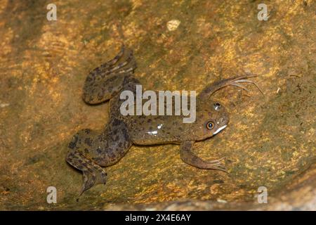 A cute Common Platanna, also known as the African Clawed Frog (Xenopus ...