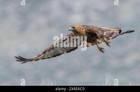 Red-tailed hawk flying, Colorado, USA Stock Photo - Alamy