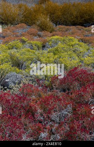 Punta Suarez, Espanola Island, Galapagos islands, Ecuador Stock Photo ...