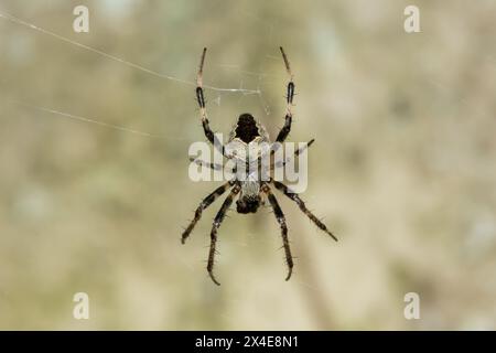 A beautiful hairy field spider (Neoscona sp Stock Photo - Alamy