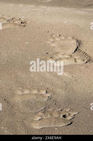 A grizzly bear paw print in the mud at Wrangell St. Elias National Park ...