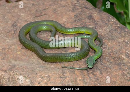 A beautiful Western Natal Green Snake (Philothamnus occidentalis ...