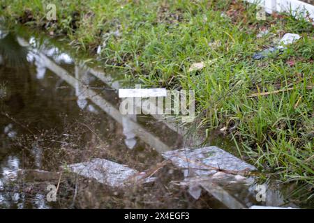Polluted Stream of Water in Florida Stock Photo - Alamy