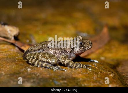 A beautiful Natal Cascade Frog (Hadromophryne natalensis) at the base ...