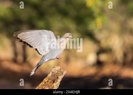 White-winged Dove taking off, Pima County, Arizona Stock Photo - Alamy