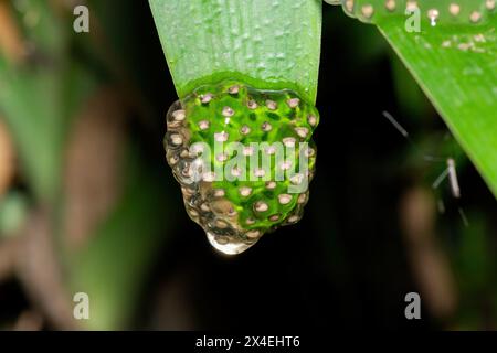 Egg clump of the rare and endangered Kloof frog, also known as the ...