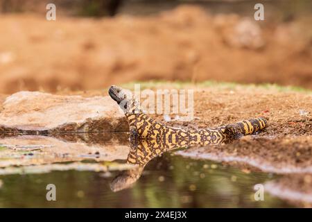Gila Monster at water, Pima County, Arizona Stock Photo - Alamy