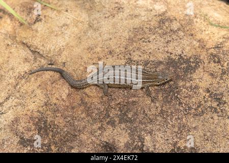 A beautiful Essex's Mountain Lizard (Tropidosaura essexi) in a ...