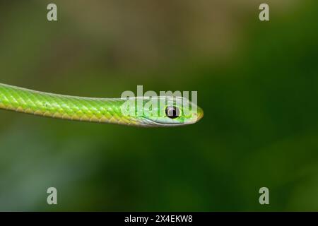A beautiful green water snake (Philothamnus hoplogaster) on a fallen ...