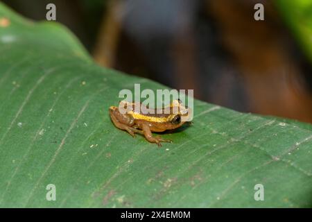 An adorable Natal Leaf-folding Frog (Afrixalus spinifrons) on ...