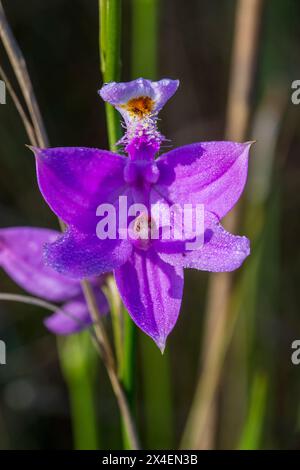 Grass Pink Orchid Calopogon Florida USA Stock Photo - Alamy
