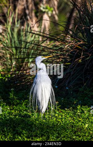Great Egret in breeding plumage preening feathers, Casmerodius albus ...