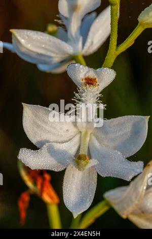 Grass Pink Orchid Calopogon Florida USA Stock Photo - Alamy
