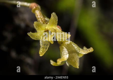 A very tiny leafless harrisella orchid flower measures only a few ...