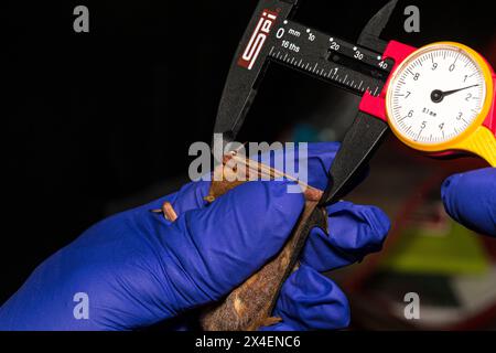 A Seminole bat is examined measured and marked, then released Stock ...