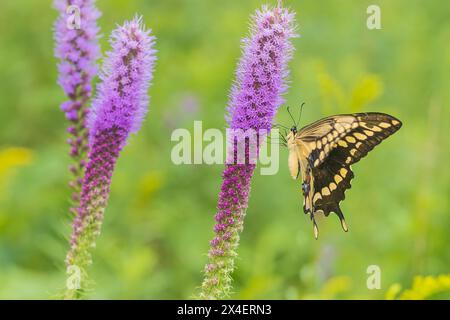Giant Swallowtail on Prairie blazing star, Rock Cave Nature Preserve ...