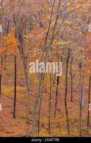 Fall color at Stephen A. Forbes State Park, Marion County, Illinois ...