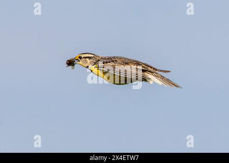 Eastern meadowlark in flight with carpenter bee in beak, Oldham County ...