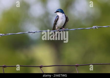 Tree swallow sitting on barbed wire fence, Tachycineta bicolor ...