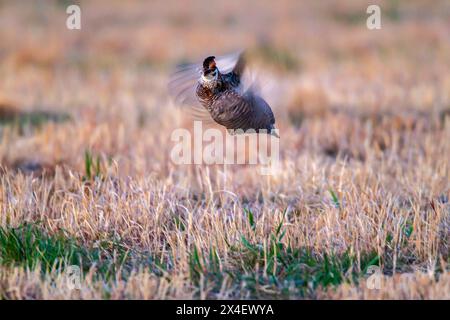 USA, Nebraska, Loup County. Greater prairie chicken flying into lek at ...