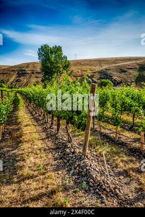 USA, Oregon, Milton-Freewater. Signature river rocks dot the Resurgent ...