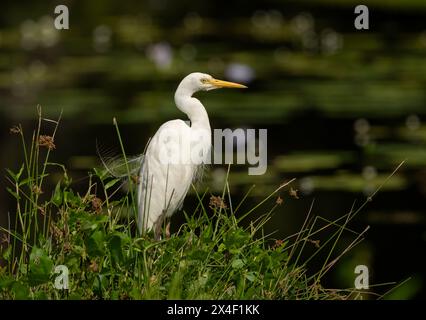 Great Egret (Ardea alba) with a frog in its beak, The Dombes, France ...