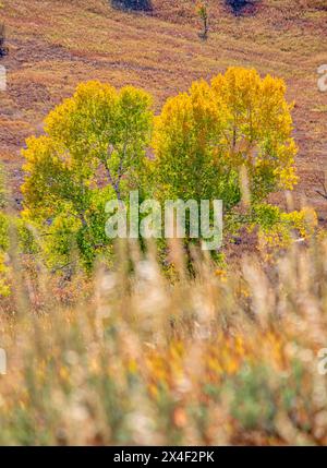 USA, Utah, Logan Canyon. Colorful aspens in autumn Stock Photo - Alamy