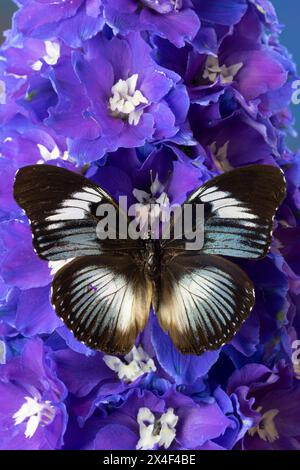 USA, Washington State, Issaquah. Butterfly on flowers Stock Photo - Alamy