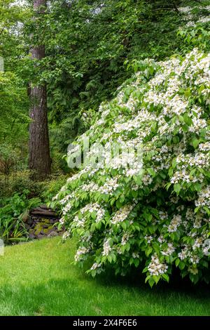 Issaquah, Washington State, USA. Doublefile viburnum shrub, also known ...