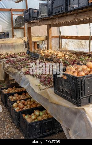 Yellow onions growing in a Washington farm field Stock Photo - Alamy