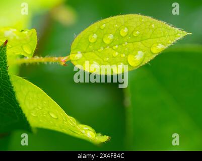 USA, Washington, Salal blossoms (Gaultheria ovatifolia Stock Photo - Alamy