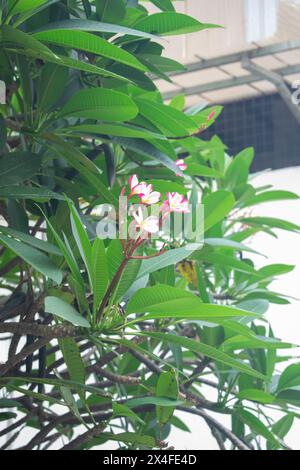 Red Kamboja flower (Plumeria), a genus of flowering plants in the ...