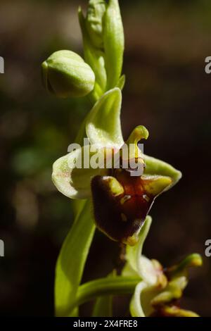Levant orchid (Ophrys levantina) Close-up of a flowering panicle with ...