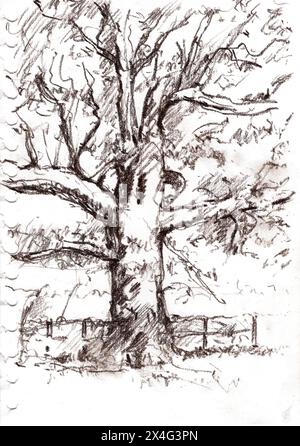 A pencil sketch of an old oak tree Stock Photo - Alamy