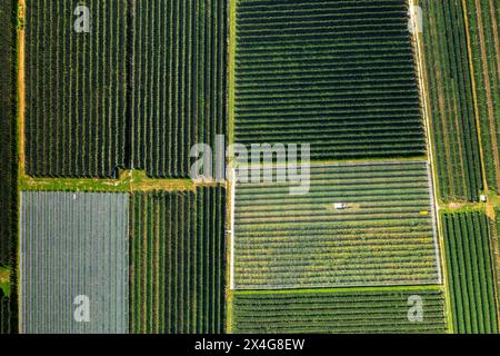 Drone aerial above view of pear trees landscape Stock Photo - Alamy
