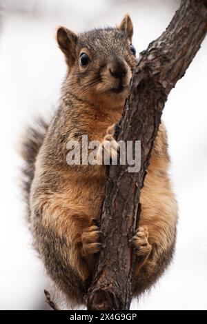 Brown squirrel clinging to a tree trunk with soft green background ...