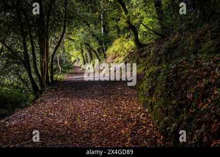 A path through Tehidy Woods Country Park in Cornwall in the UK Stock ...