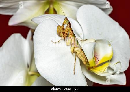 A praying asian flower mantis Stock Photo - Alamy