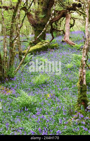 Bluebells flowering in springtime in Meldon Woods, Dartmoor National ...