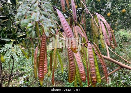 The flat brown fruit of persian silk tree in the forest Stock Photo - Alamy